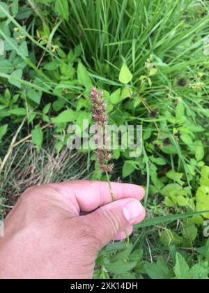 Southern Sandbur (Cenchrus echinatus) Plantae Stock Photo - Alamy