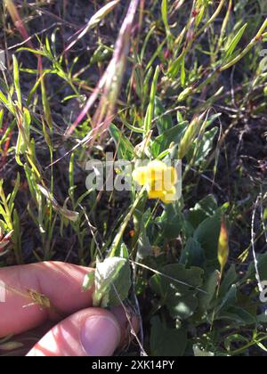Goosefoot violet (Viola purpurea) Plantae Stock Photo - Alamy