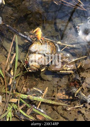 Chinese Mystery Snail (Cipangopaludina chinensis) Mollusca Stock Photo ...