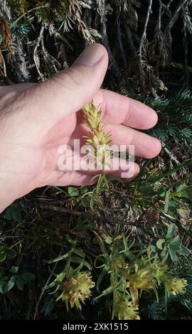 dwarf alpine Indian paintbrush (Castilleja nana) Plantae Stock Photo ...