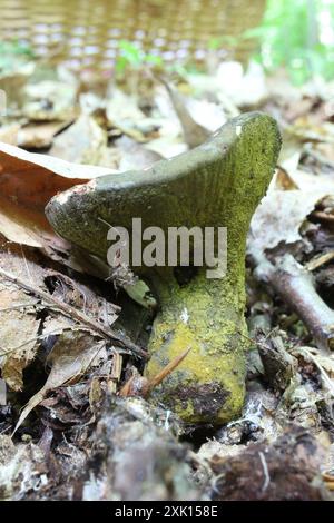 Yellow-green Russula Mold (Hypomyces luteovirens) Fungi Stock Photo - Alamy