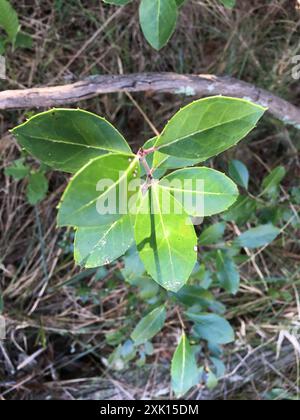 Large Gallberry (Ilex coriacea) Plantae Stock Photo - Alamy