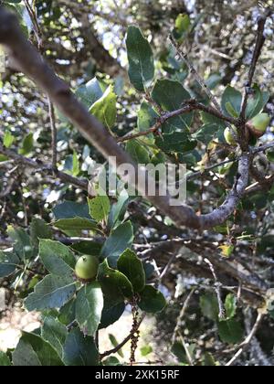 interior live oak (Quercus wislizeni) Plantae Stock Photo - Alamy
