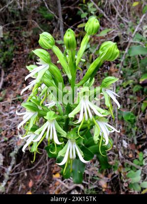 Green Woodorchid (Bonatea speciosa) Plantae Stock Photo - Alamy