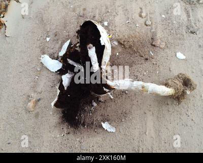 Desert Shaggymane (Podaxis pistillaris) Fungi Stock Photo - Alamy