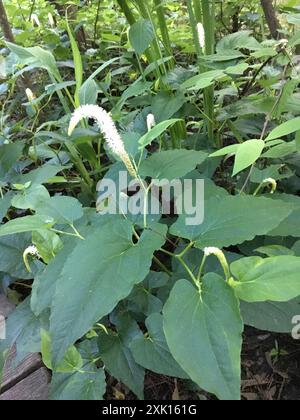 lizard's tail (Saururus cernuus) Plantae Stock Photo - Alamy