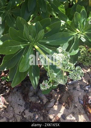tree heliotrope (Heliotropium arboreum) Plantae Stock Photo - Alamy