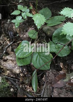 Round-leaved Violet (Viola rotundifolia) Plantae Stock Photo - Alamy