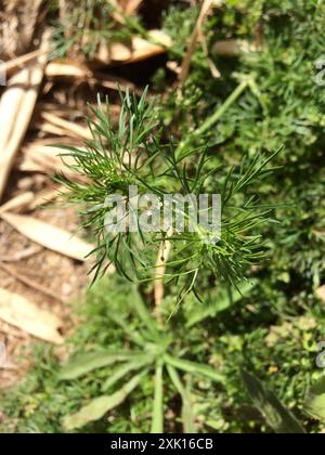 Marsh parsley (Cyclospermum leptophyllum) Plantae Stock Photo - Alamy