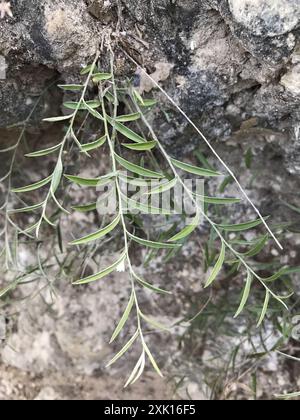 silky evolvulus (Evolvulus sericeus) Plantae Stock Photo - Alamy