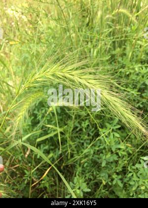 Canada wild rye (Elymus canadensis) Plantae Stock Photo - Alamy