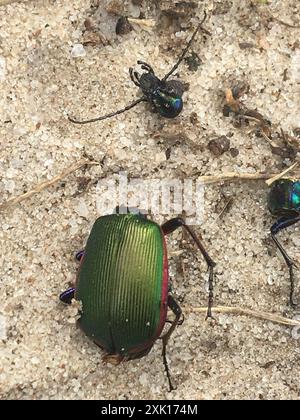 Fiery Searcher (Calosoma scrutator) Insecta Stock Photo - Alamy
