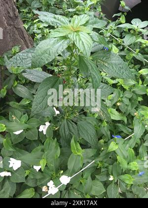 Asian Copperleaf (Acalypha australis) Plantae Stock Photo - Alamy