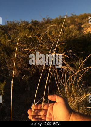 Spike Dropseed (Sporobolus contractus) Plantae Stock Photo - Alamy