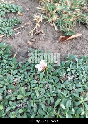 turkey tangle frogfruit (Phyla nodiflora Stock Photo - Alamy