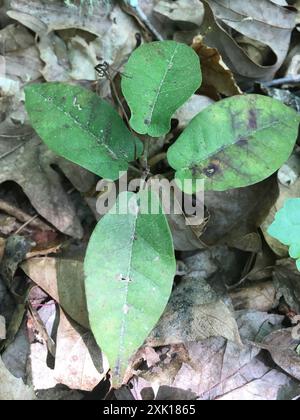 cross vine (Bignonia capreolata) Plantae Stock Photo - Alamy