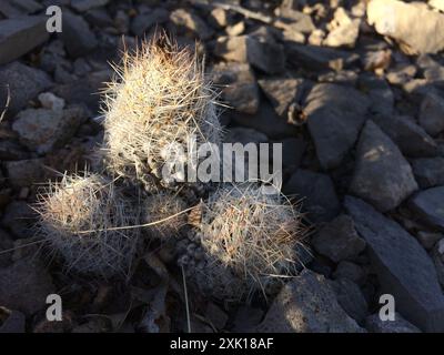 Whitecolumn Foxtail Cactus (Escobaria tuberculosa) Plantae Stock Photo ...