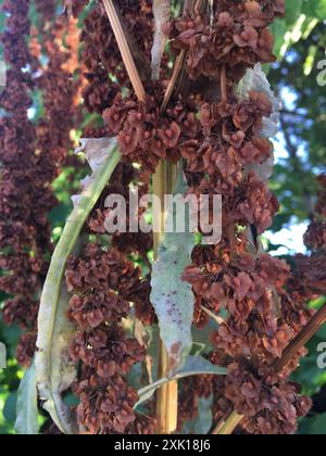 Patience Dock (Rumex patientia) Plantae Stock Photo - Alamy