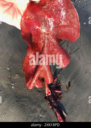 splendid iridescent seaweed (Mazzaella splendens) Plantae Stock Photo ...