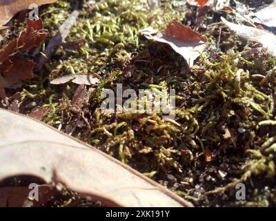 Entodon Moss Family (Entodontaceae) Plantae Stock Photo - Alamy