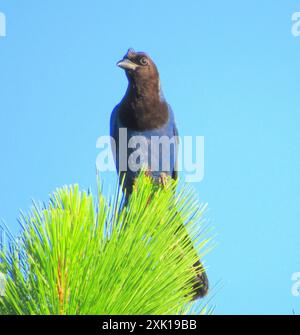 Azure Jay (Cyanocorax caeruleus) Aves Stock Photo - Alamy