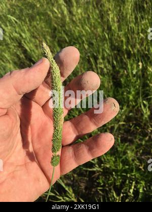 Timothy Canarygrass (Phalaris angusta) Plantae Stock Photo - Alamy