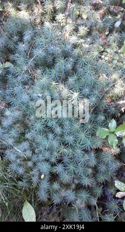 giant moss (Dawsonia superba) Plantae Stock Photo - Alamy