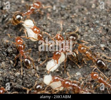 Red Imported Fire Ant (Solenopsis invicta) Insecta Stock Photo - Alamy