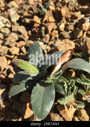 cardinal catchfly (Silene laciniata) Plantae Stock Photo - Alamy