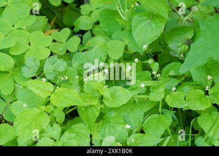Pacific enchanter's-nightshade (Circaea alpina pacifica) Plantae Stock ...