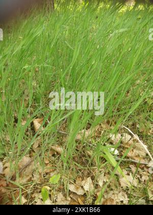 creeping velvet grass (Holcus mollis) Plantae Stock Photo - Alamy