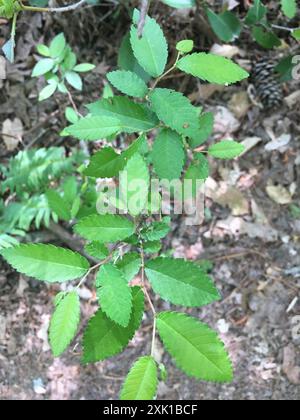 Winged Elm (Ulmus alata) Plantae Stock Photo - Alamy