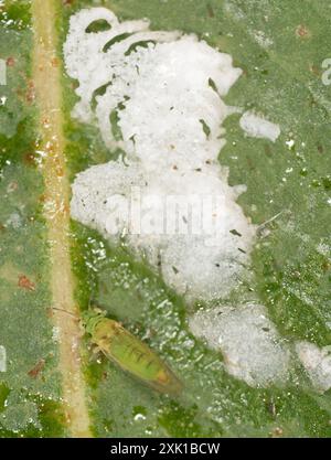 Spotted Gum Lerp Psyllid (Eucalyptolyma maideni) Insecta Stock Photo ...