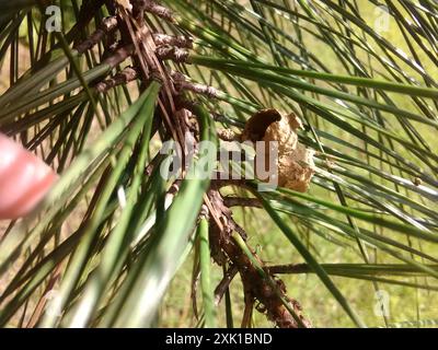 Potter and Mason Wasps (Eumeninae) Insecta Stock Photo - Alamy