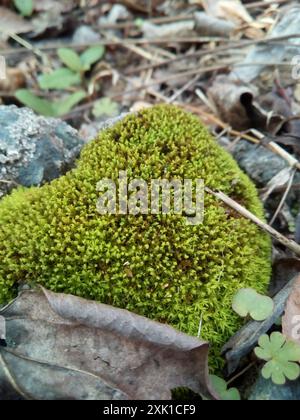 joint-toothed mosses (Bryopsida) Plantae Stock Photo - Alamy