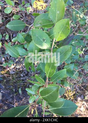 fetterbush lyonia (Lyonia lucida) Plantae Stock Photo - Alamy