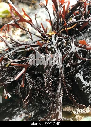 encrusting red algae (Mastocarpus) Plantae Stock Photo - Alamy