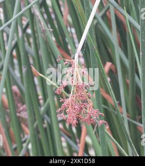 soft-stemmed bulrush (Schoenoplectus tabernaemontani) Plantae Stock ...