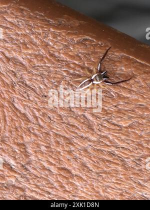 Common Hentz Jumping Spider (Hentzia palmarum) Arachnida Stock Photo ...