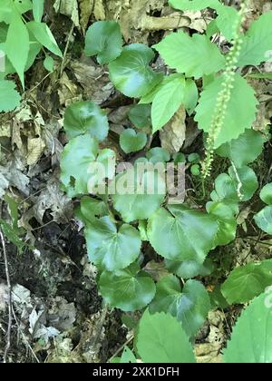galax (Galax urceolata) Plantae Stock Photo - Alamy