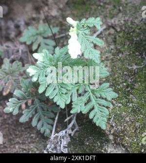 copper fern (Bommeria hispida) Plantae Stock Photo - Alamy