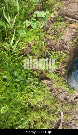 common soliva (Soliva sessilis) Plantae Stock Photo - Alamy