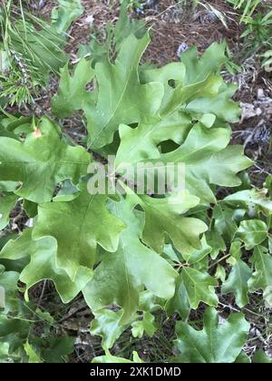 post oak (Quercus stellata) Plantae Stock Photo - Alamy