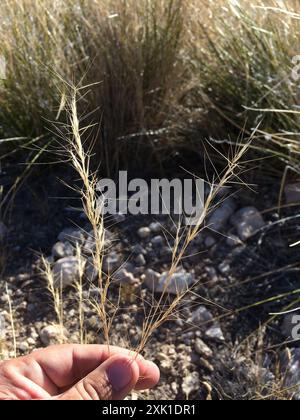 Purple Threeawn (Aristida purpurea) Plantae Stock Photo - Alamy
