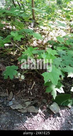 Broad-leaf Waterleaf (Hydrophyllum canadense) Plantae Stock Photo - Alamy