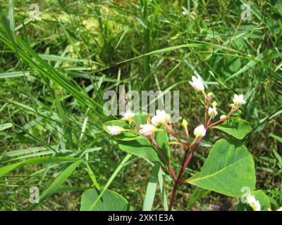 Long Dash (Polites mystic) Insecta Stock Photo - Alamy