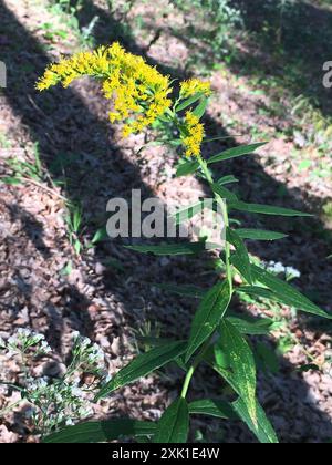 tall goldenrod (Solidago altissima) Plantae Stock Photo - Alamy