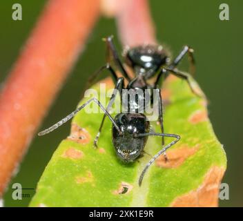 Hairy Smooth Carpenter Ant (Camponotus laevissimus) Insecta Stock Photo ...