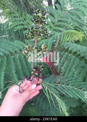(Calliandra houstoniana anomala) Plantae Stock Photo - Alamy