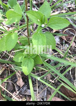billygoat weed (Ageratum conyzoides) Plantae Stock Photo - Alamy